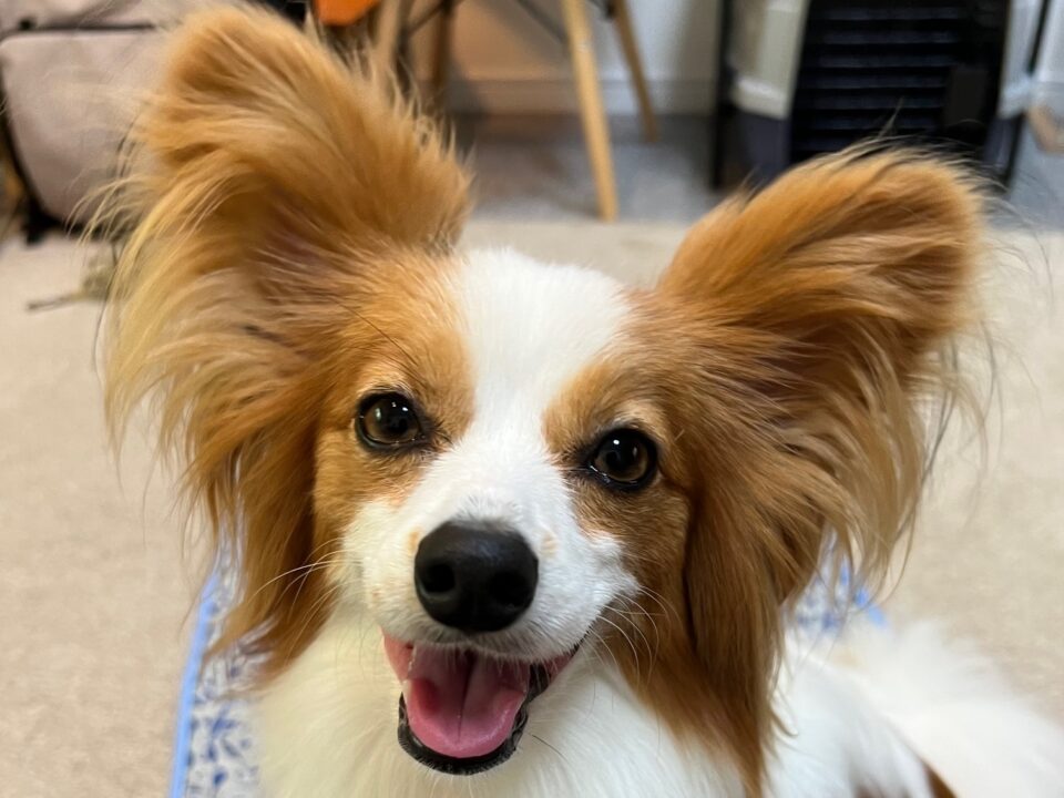 人と愛犬の幸せと健康を｜Animal Reconnect System/ARS – ドッグトレーニング&人と愛犬のホリスティック療法