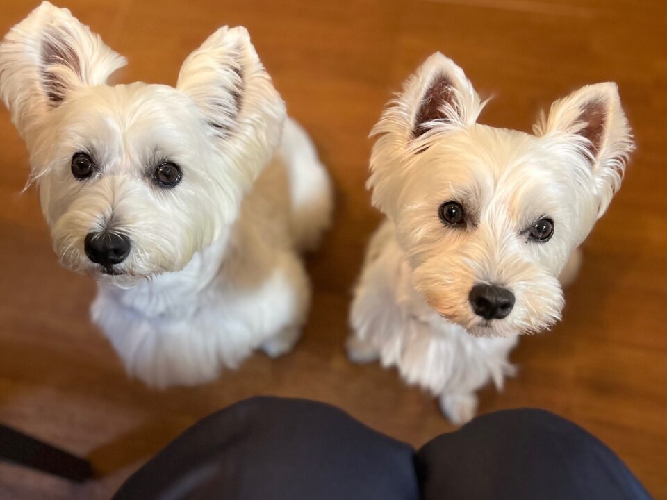 人と愛犬の幸せと健康を｜Animal Reconnect System/ARS – ドッグトレーニング&人と愛犬のホリスティック療法