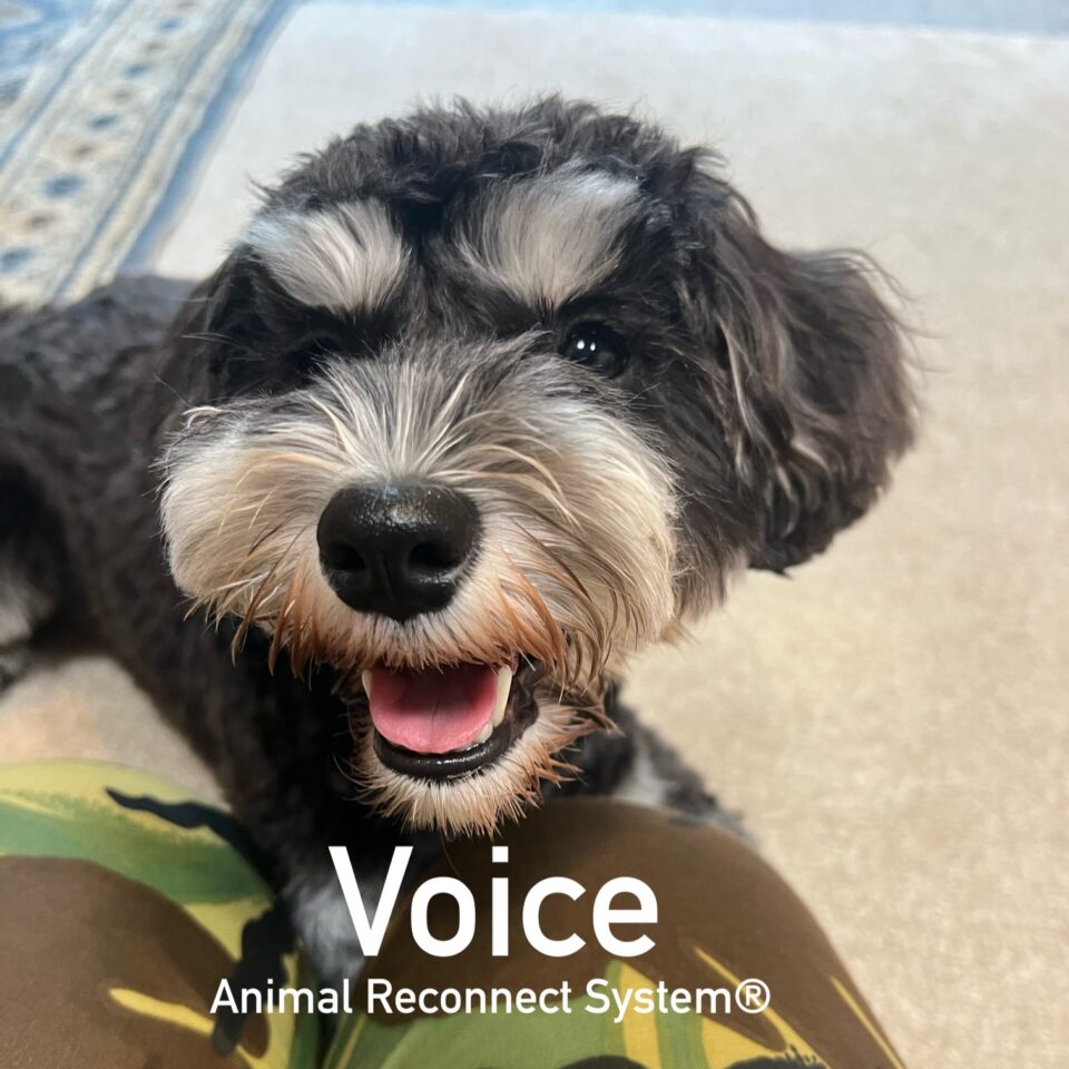 中目黒のドッグトレーニング＆人と愛犬のホリスティック療法Animal Reconnect System/ARS